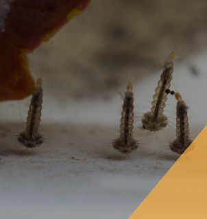 Distributor Larvasida #1 di Indonesia